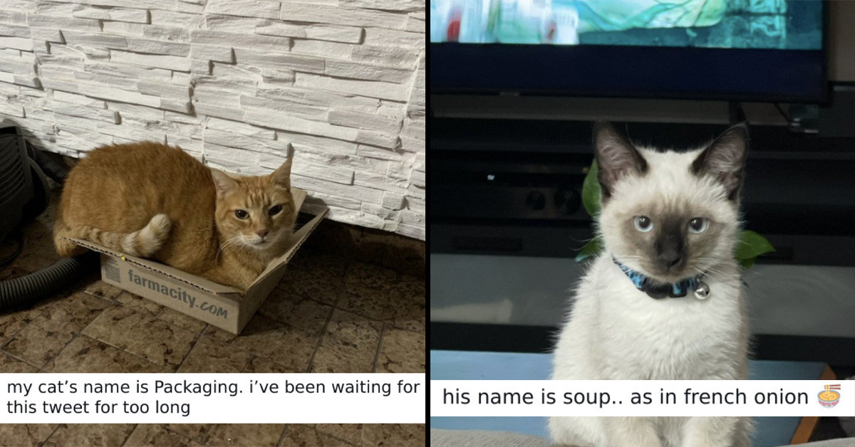 40 People Share Their Cats' Crazy Names, And They Are Extremely Creative