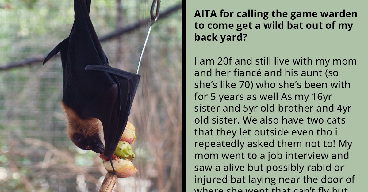 Woman Calls Game Warden After Wild Bat Lands on Her Property