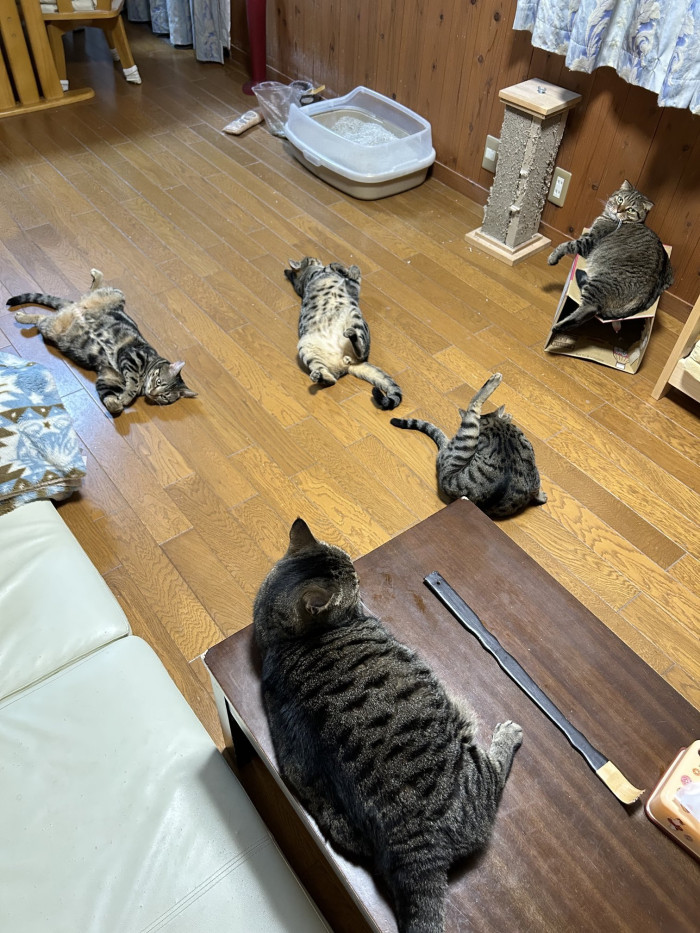 Cat Owner Finds a Meticulously Carved Hollow on His Cat's Basket-Shaped ...