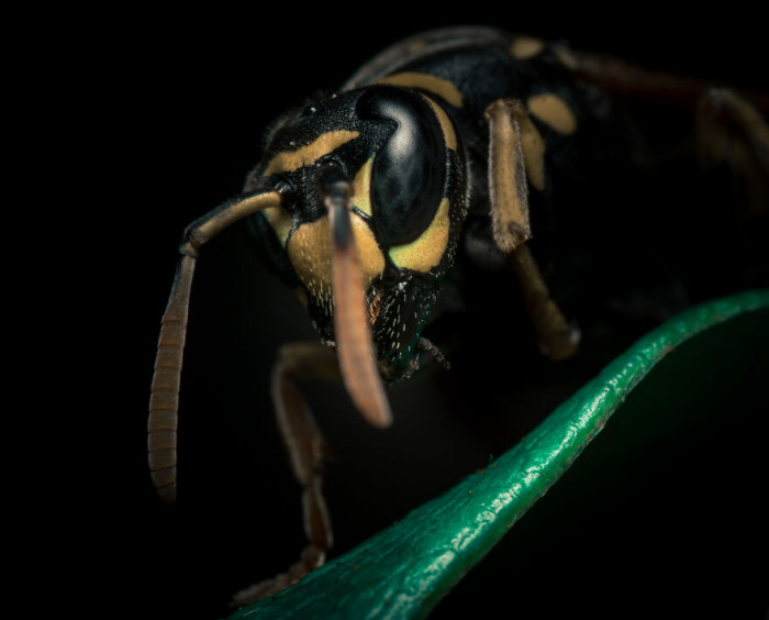 Belgian Natural Photographer Shares 23 Wonderful Photos Of Insects ...