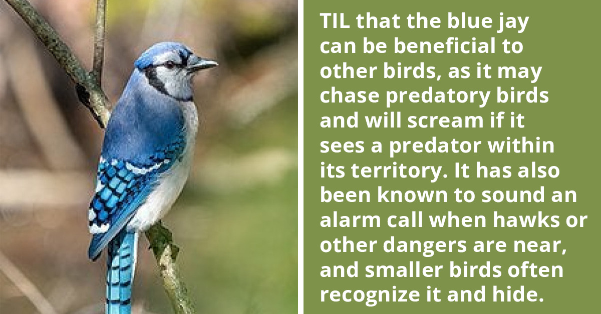 Meet The Blue Jay, A Bird That Sounds An Alarm Call When Hawks Or Other ...