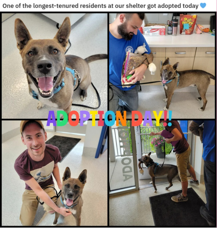 Some of the Best Dog Posts That Have Been Shared on Social Media for ...