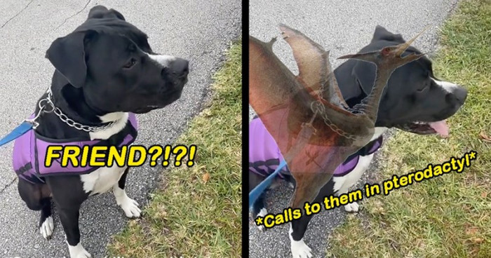 Dog That Failed Terribly At Making Friends Surprisingly Makes The Most ...