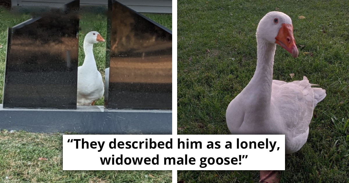 Grieving Goose Roams The Cemetery Searching For Lost Partner, Gets New ...