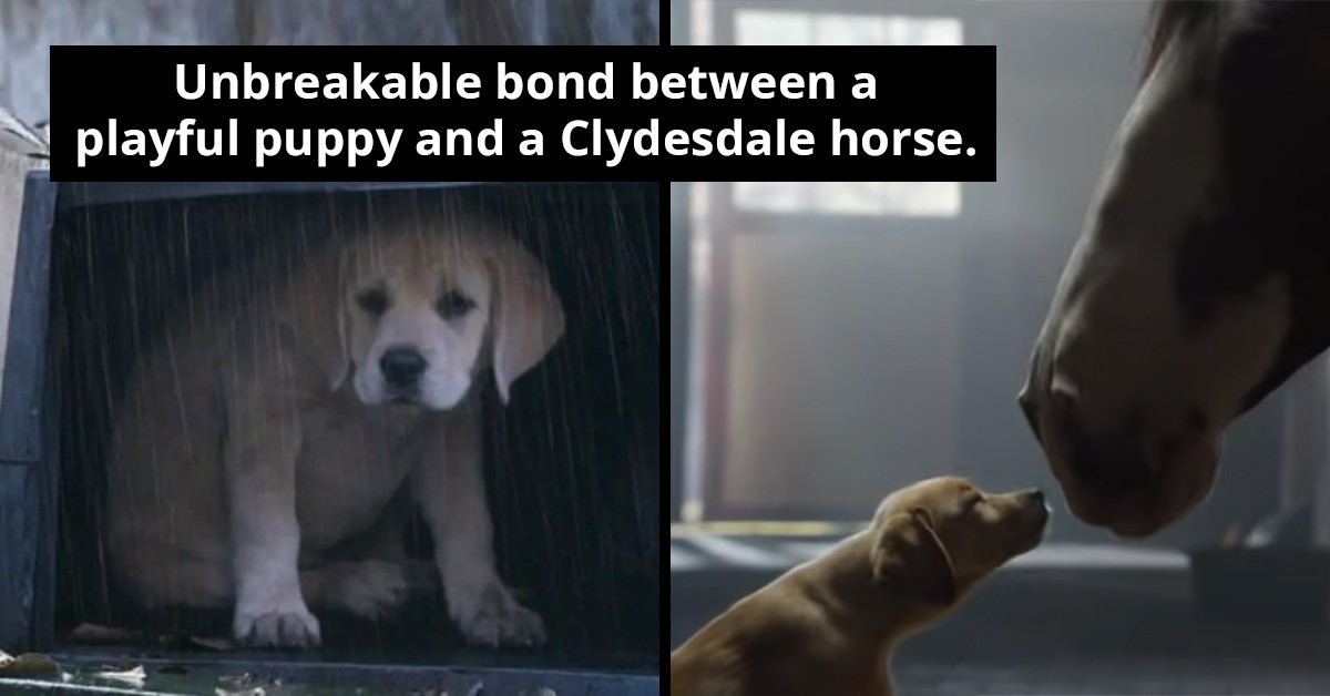 Budweiser Steals Hearts Once Again As Clydesdale Horses Rescue Puppy In ...