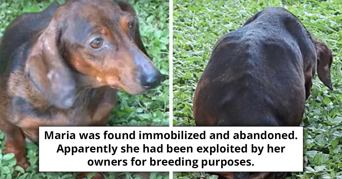 This Woman's Heartbreaking Encounter With An Abandoned Pregnant Dog ...