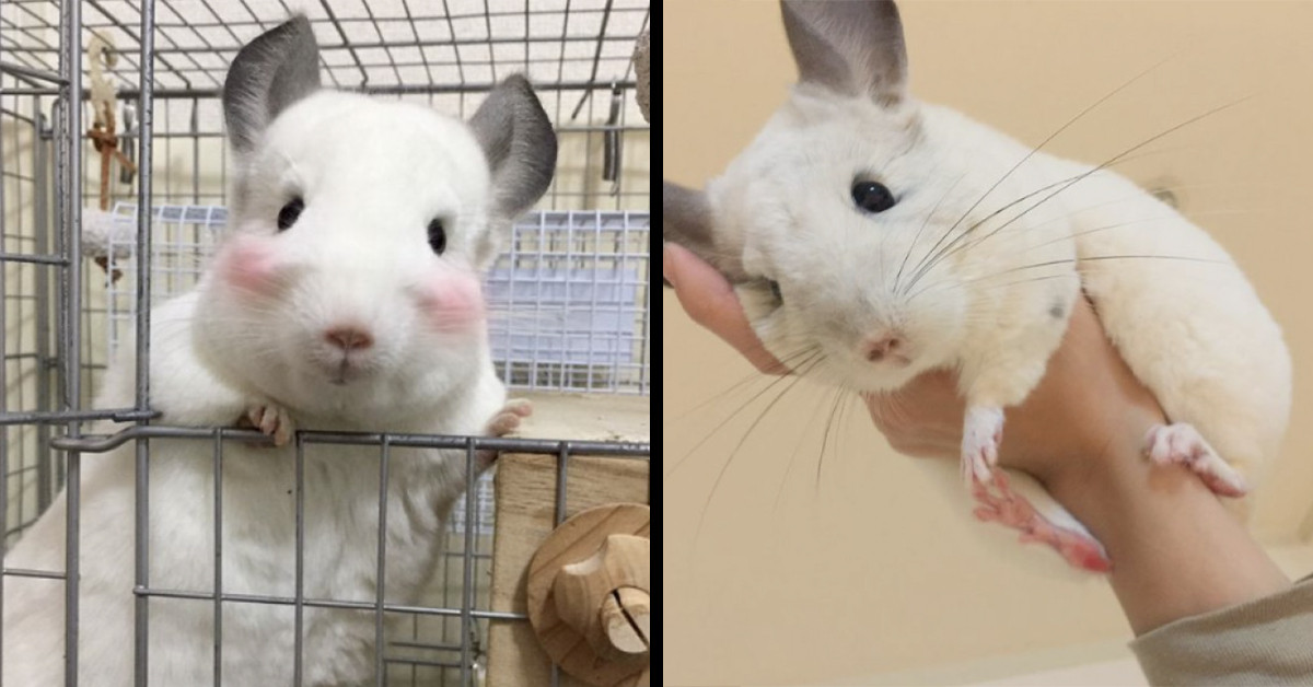 15 Chinchillas That Are So Round And Cute They Will Melt Any Icy Heart