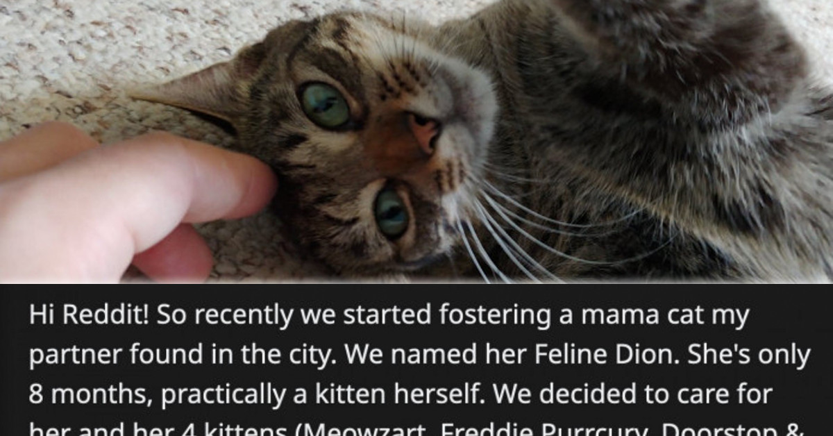 A Woman Refuses To Choose Another Kitten To Adopt After Finding Out The ...