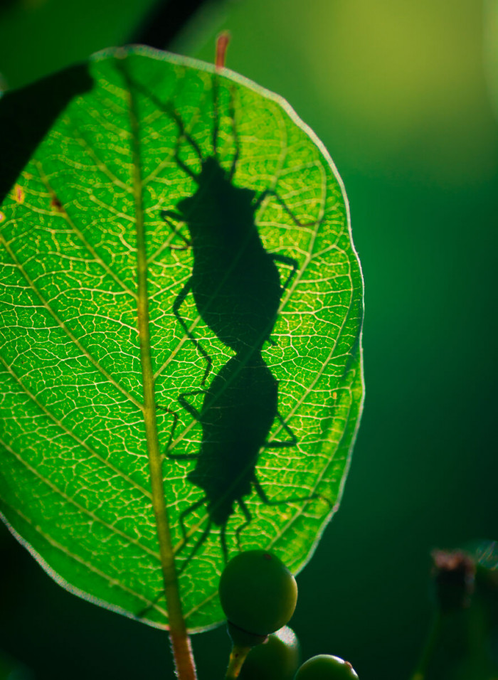 Belgian Natural Photographer Shares 23 Wonderful Photos Of Insects ...
