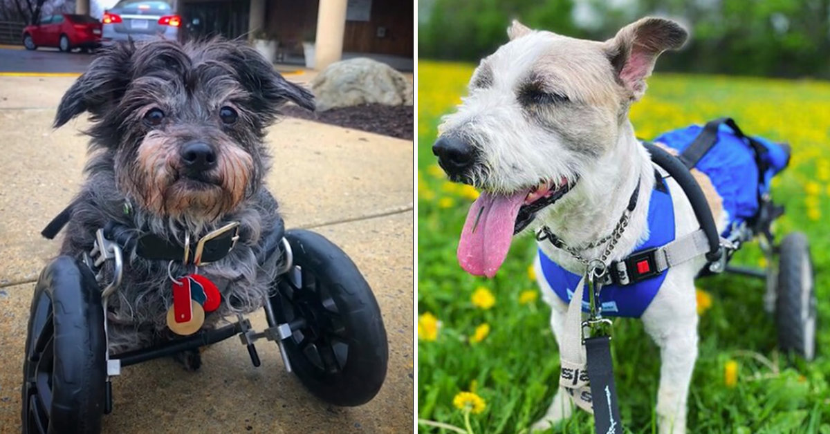 Inspiring Resilience: The Impact Of 2-Legged Dogs On Humans Living With ...