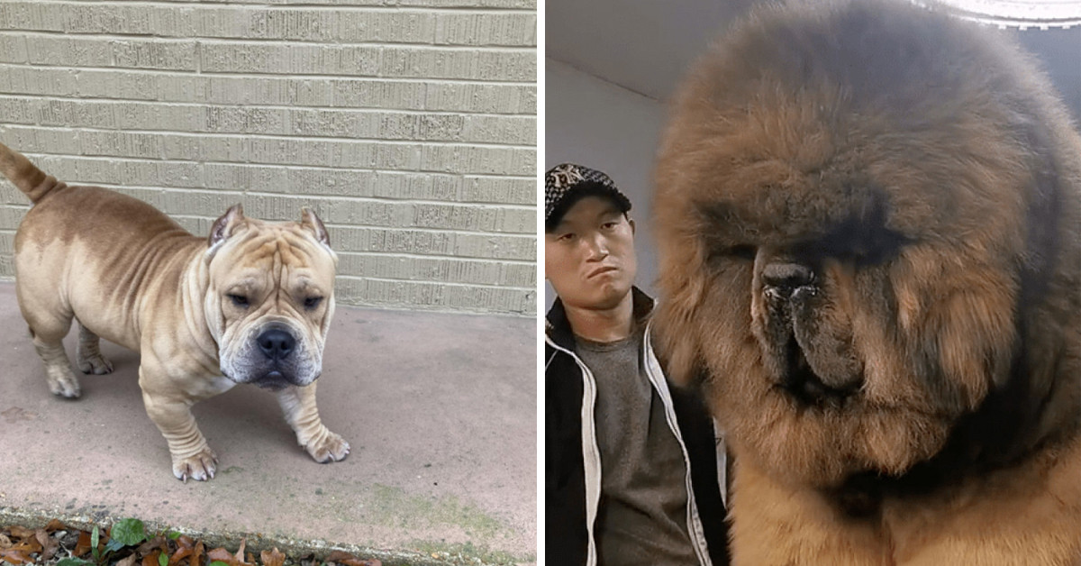 Gallery Of Absolutely LORGE Doggos With Equally Big Hearts And Loads Of ...