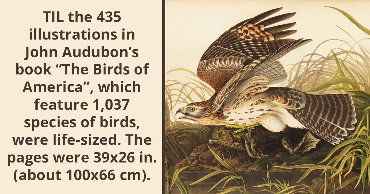 John Audubon’s Book “The Birds of America” Features 435 Illustrations ...
