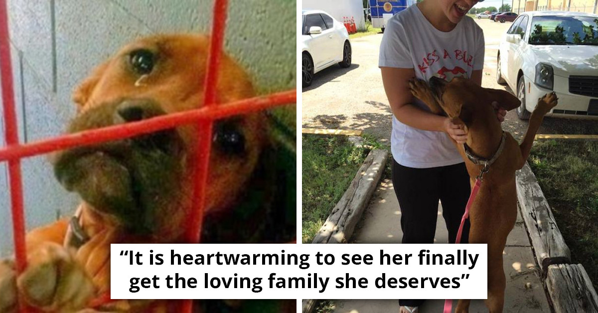 Dog's Heartbreak Is Visible As She Cries Real Tears When No One Chooses ...