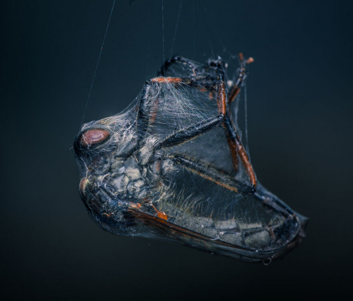Belgian Natural Photographer Shares 23 Wonderful Photos Of Insects ...