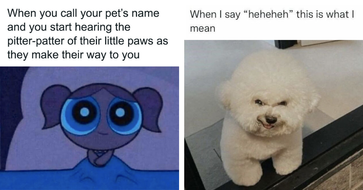 Animals Quietly Save Our Brains With Unhinged Meme Energy