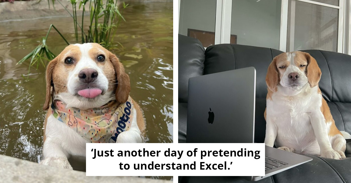 Meet Mootoo, The Beagle With Human-Like Expressions