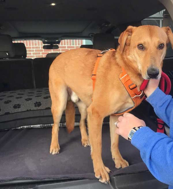 After A Long Wait Of 633 Days, Shelter's Long-Term Canine Resident ...