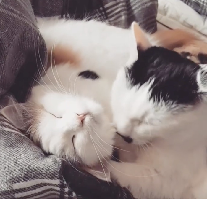 Adopting Cats Saves Husband And Wife From Dealing With His Overbearing ...