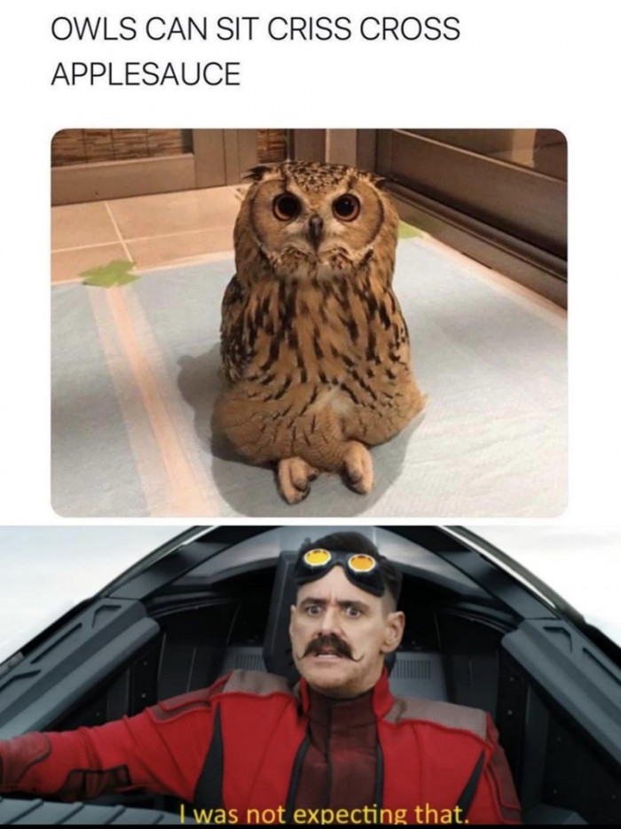 Mid-Week Animal Memes That Can Cure Your Soul