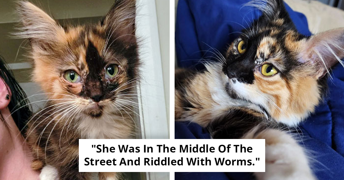 50 Rescued Cats and Their Inspiring Makeovers