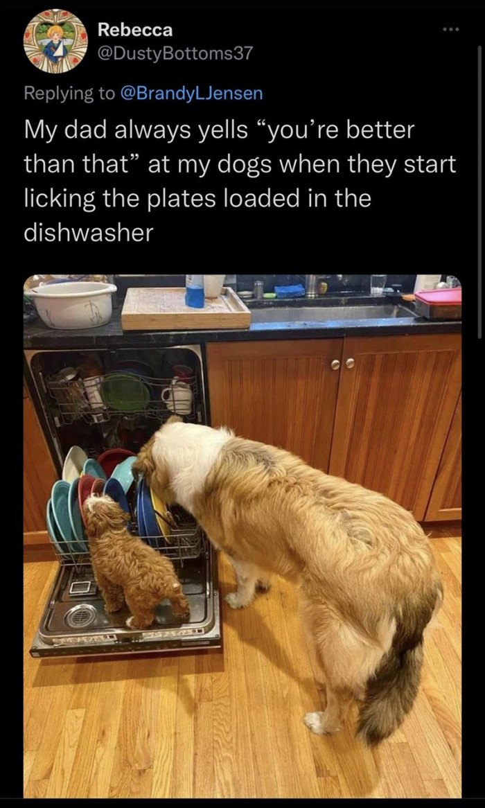 Mid-Week Animal Memes That Can Cure Your Soul