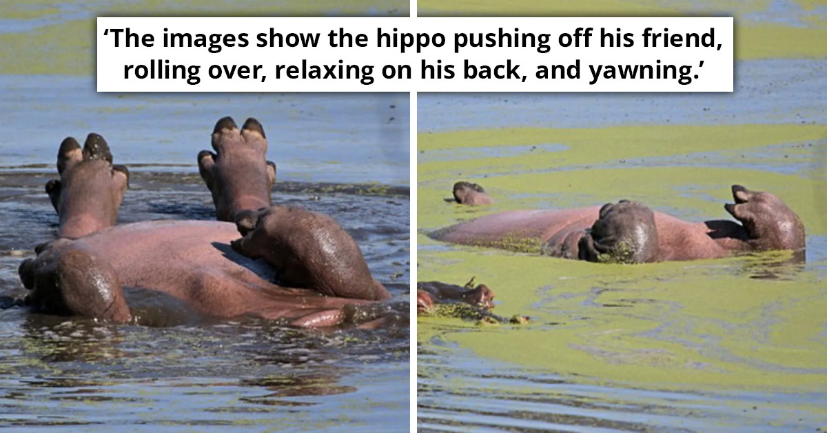 Hippo Floats On Its Back And Soaks Up The Sun