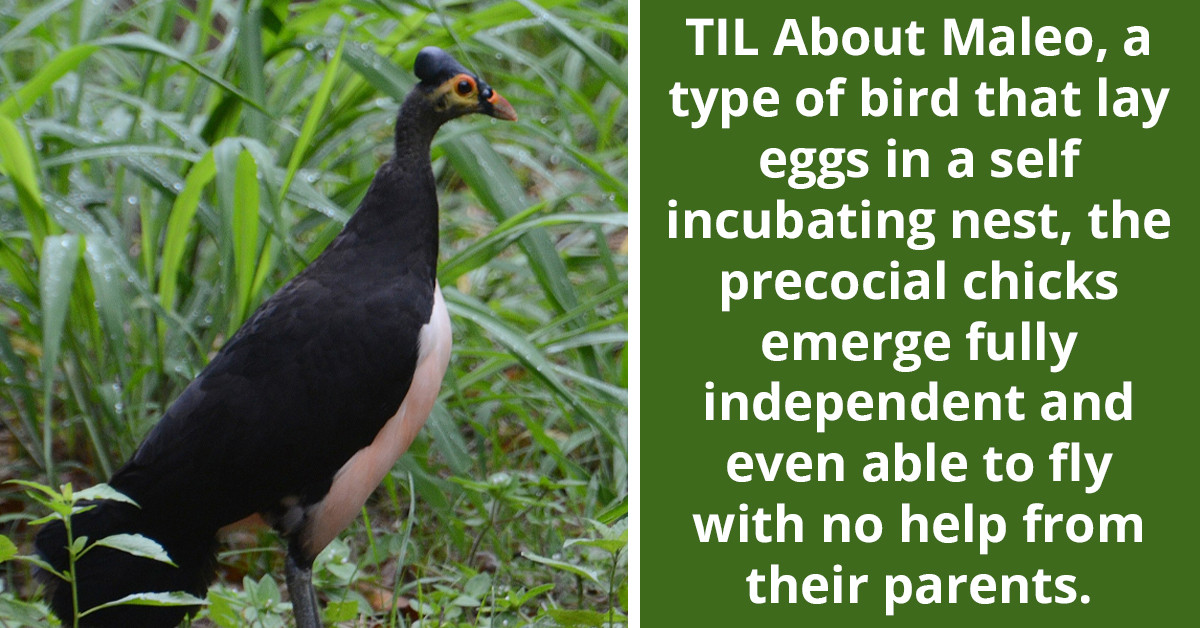 Meet Maleo, A Bird That Lay Eggs Underground - The Hatchlings Dig Their ...