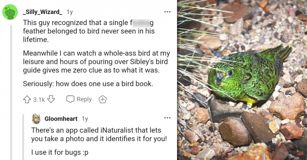 A Species of the Australian Nocturnal Ground Parrots Thought to Be ...