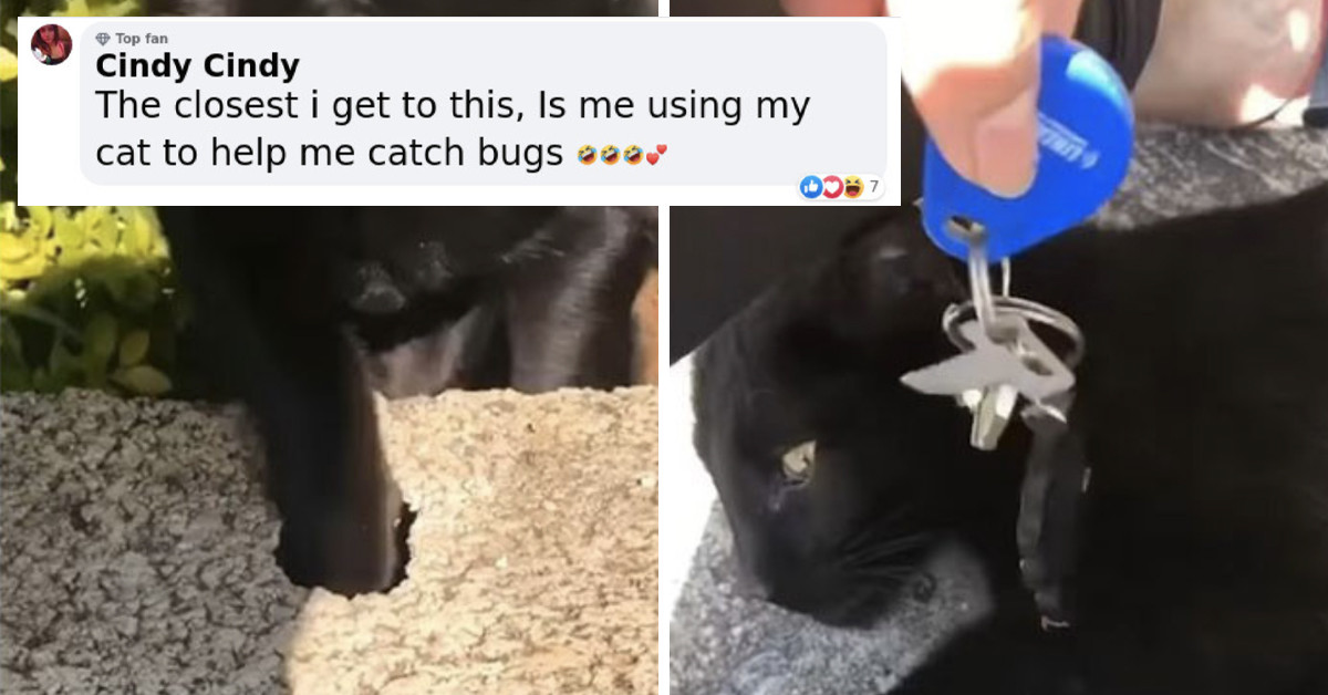 Funny Video of Cat Getting House Keys from a Hole Goes Viral, Millions ...