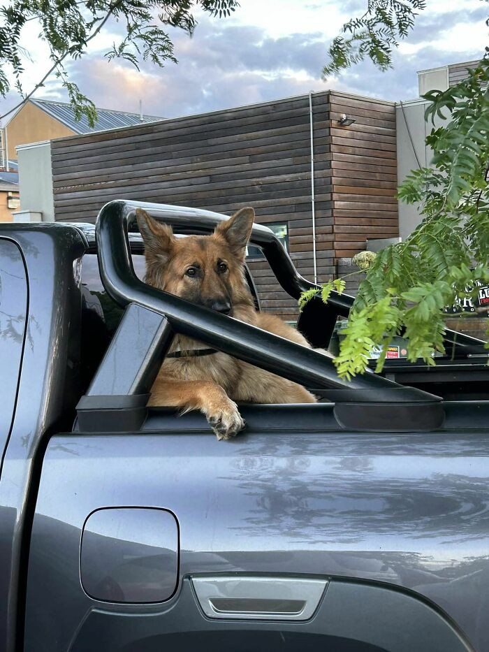 50 Adorable Times People Shared The Best Unexpected Dog Encounters In ...