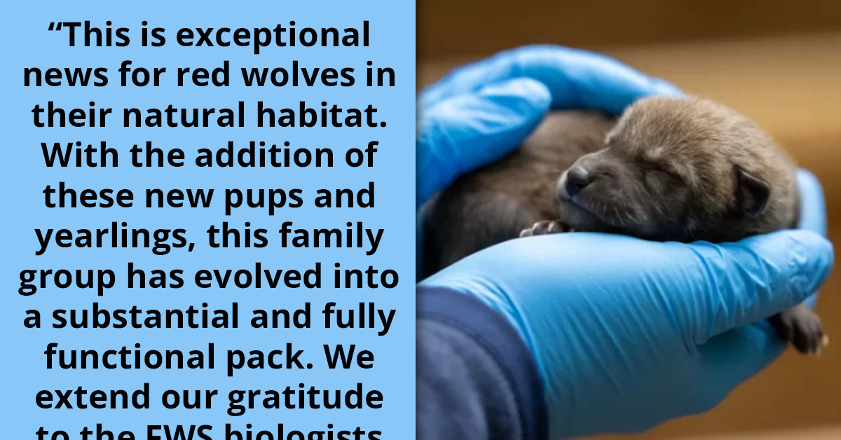Wildlife Experts Celebrate the Birth of Critically Endangered Red Wolf ...