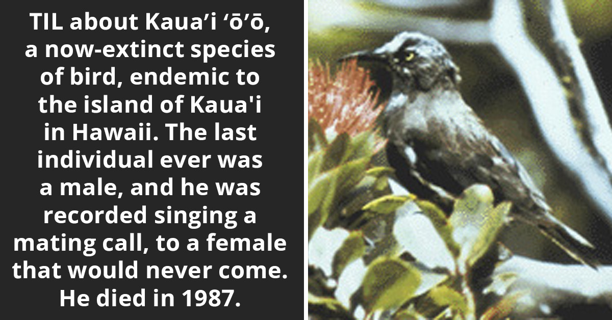 Heartbreaking Tale of a Hawaii Bird That Waited for a Mate