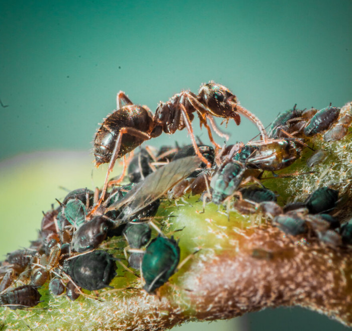 Belgian Natural Photographer Shares 23 Wonderful Photos Of Insects ...