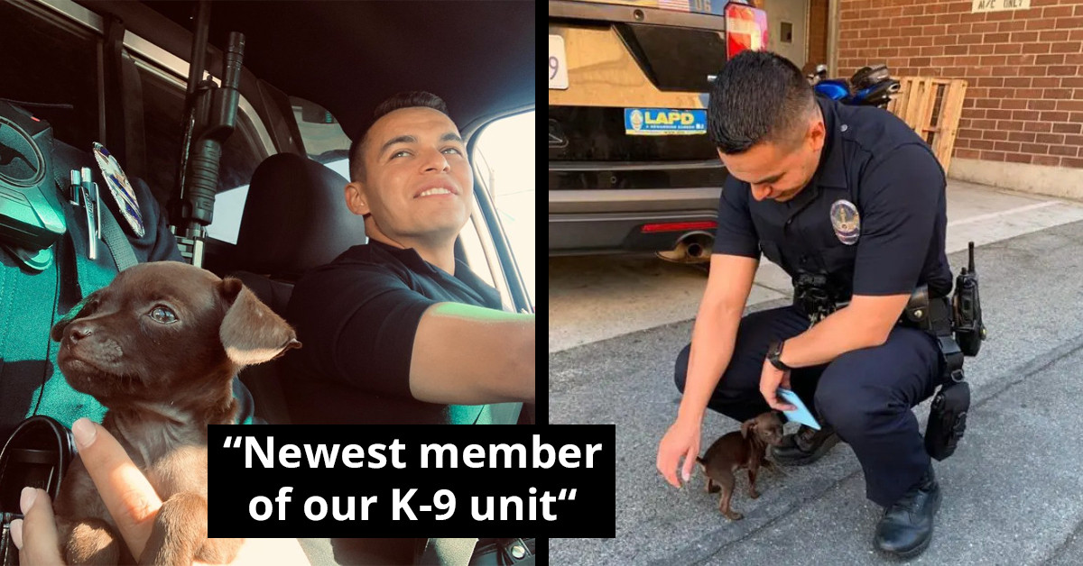 Lonely Little Pup Chases After Cop On A Deserted Road, Hoping To Find A ...