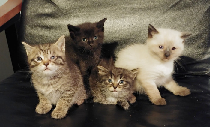 A Woman Refuses To Choose Another Kitten To Adopt After Finding Out The ...