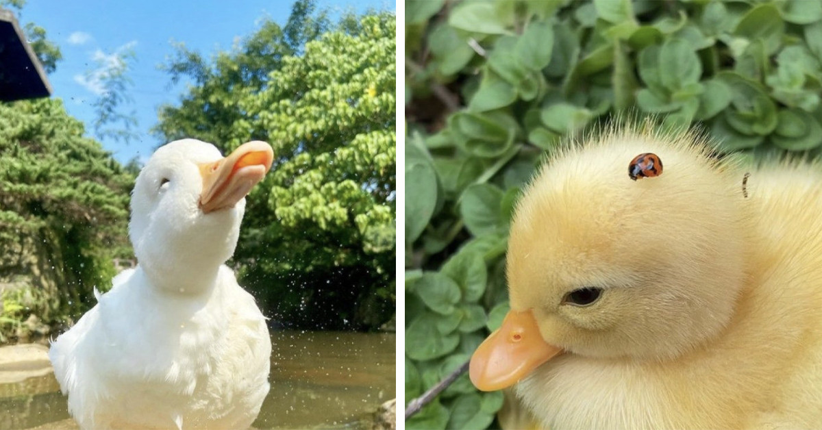 Here Are 35 Of The Best Posts Dedicated To Ducks And ‘Why You Should ...