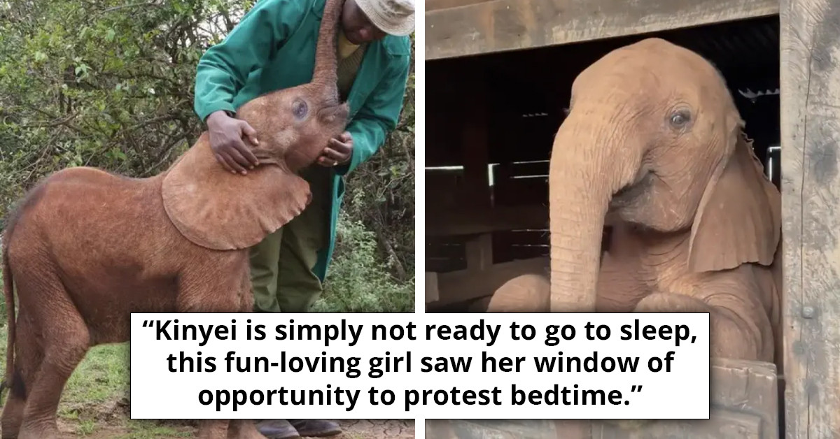 Elephant Calf Kinyei Refuses Bedtime, Caretakers Try Everything