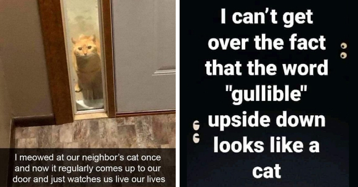 21 Funny Posts About Dogs And Cats That Will Make You Fall In Love With ...