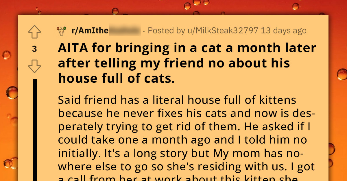 Redditor Refuses Kitten From Friend But Takes In Abandoned Kitten Days ...