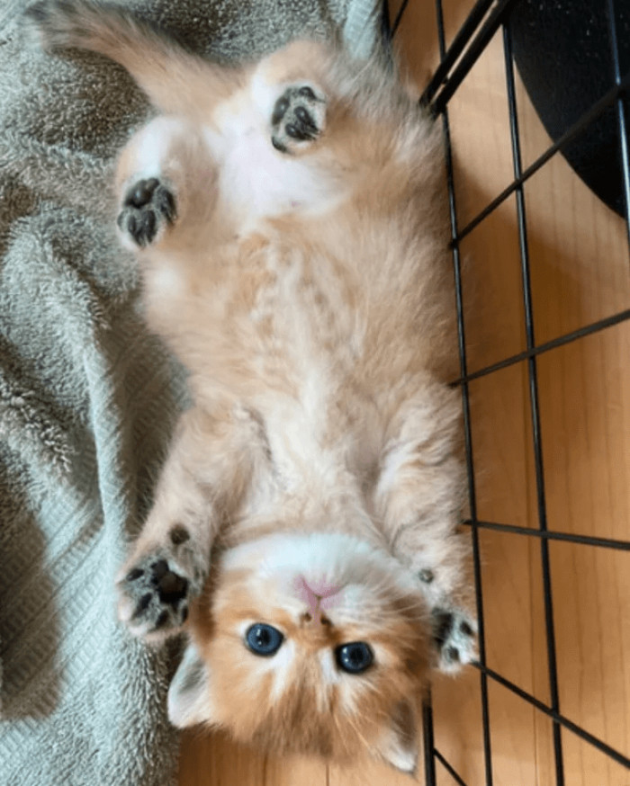 17 Adorable Pictures Of Incredible Cats That’ll Soothe Your Agitated Nerves