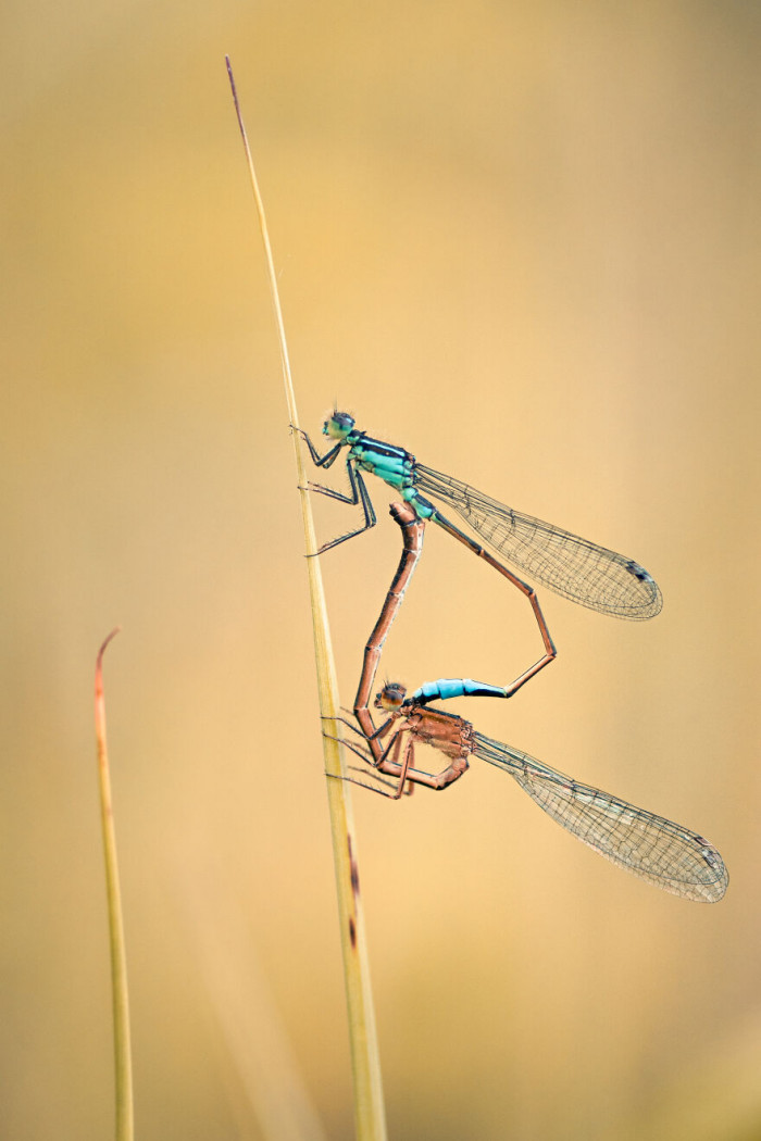 Belgian Natural Photographer Shares 23 Wonderful Photos Of Insects ...
