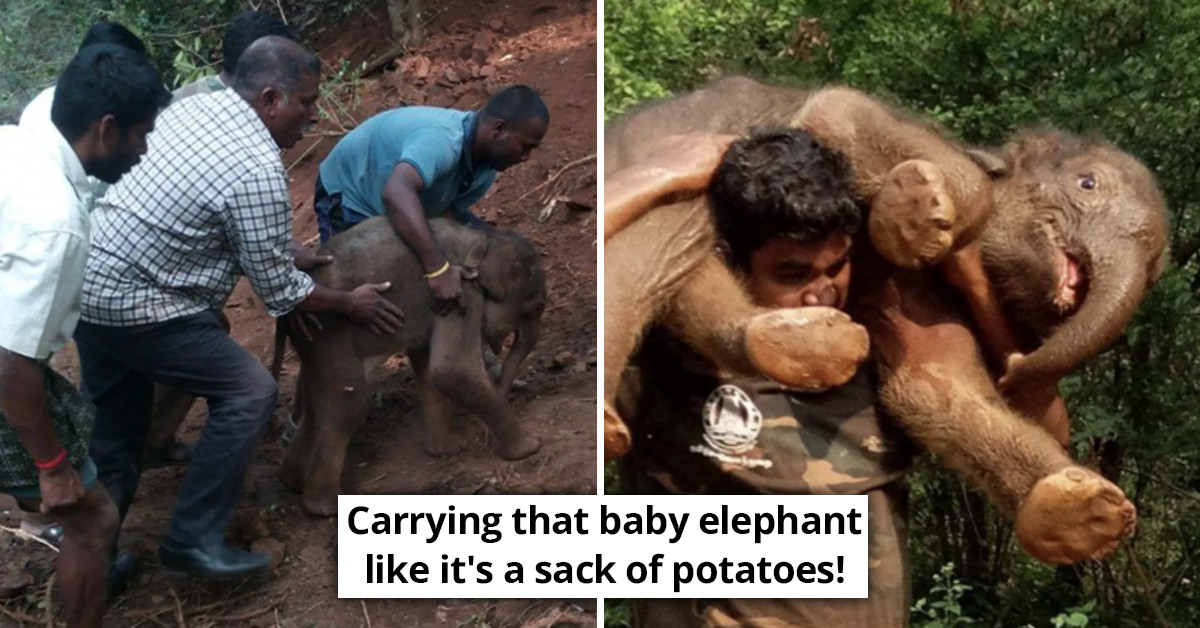 Forest Ranger Palanichamy Sarathkumar Carries 200lb Baby Elephant